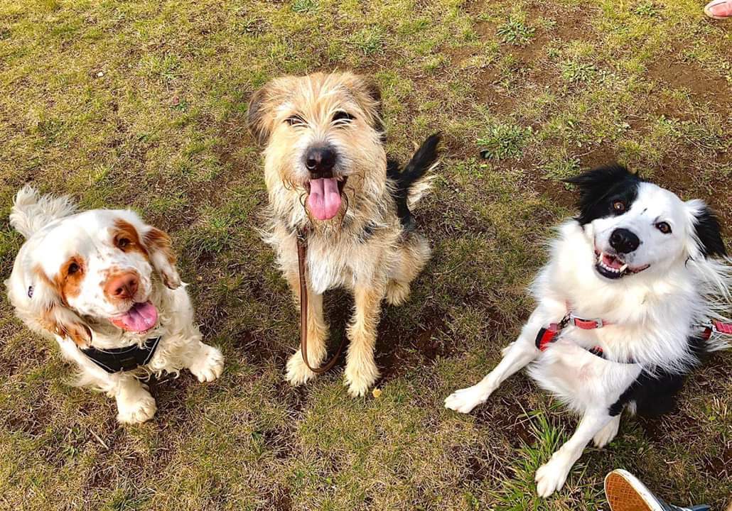 Good Dog Level 1 Online Course – The Canine Hub