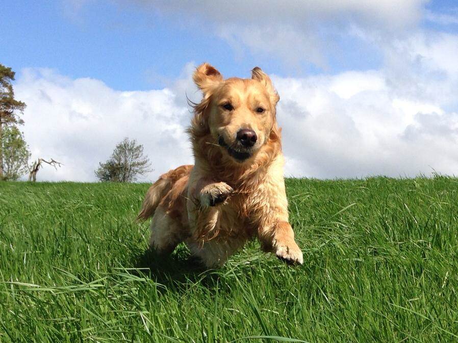 Really Reliable Recall – The Canine Hub