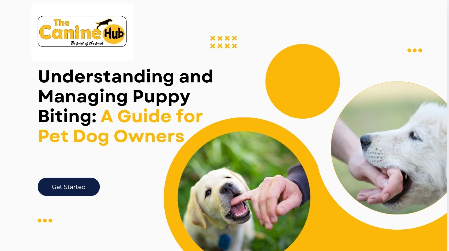 Why Do Puppies Bite? A Step-by-Step Guide to Teaching Bite Manners ...