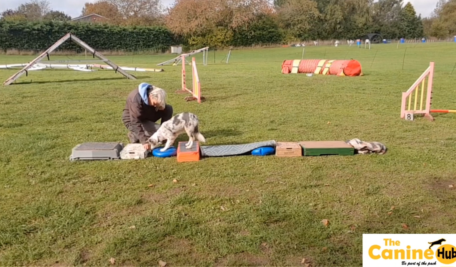 Agility for Beginners – The Foundations That Make All the Difference – The Canine Hub